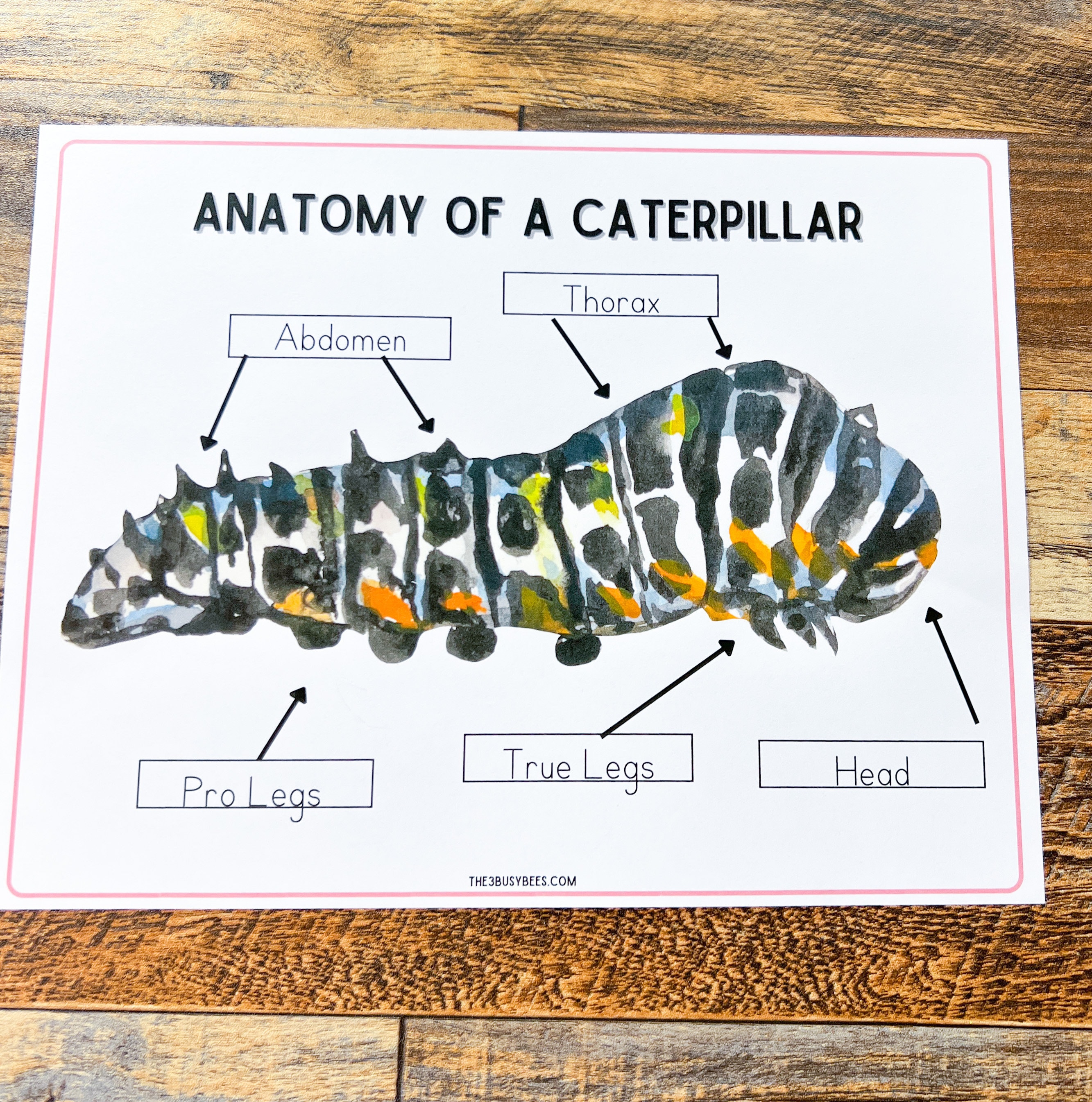 Anatomy Of A Caterpillar