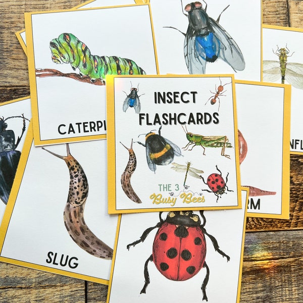 Insect Flash Cards - Etsy