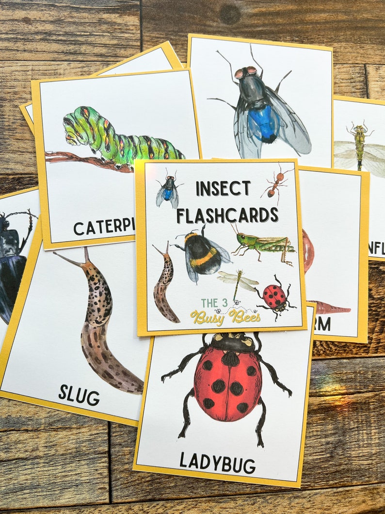 Insect Flash Cards Montessori Printable Educational - Etsy