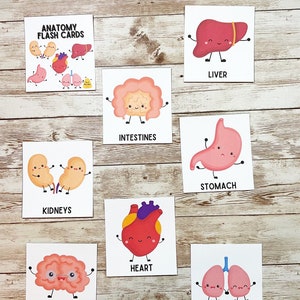 Human Anatomy Flash Cards Printable • Preschool Printable • Body Study ...