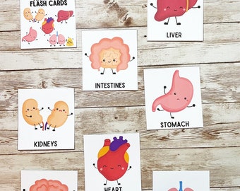 Human Anatomy Flash Cards - Etsy