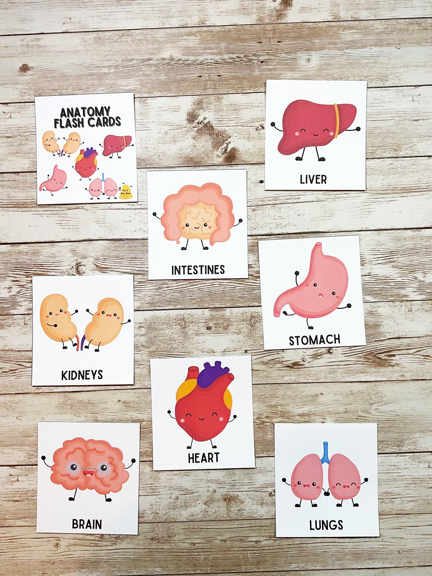 Human Anatomy Flash Cards Printable • Preschool Printable • Body Study ...