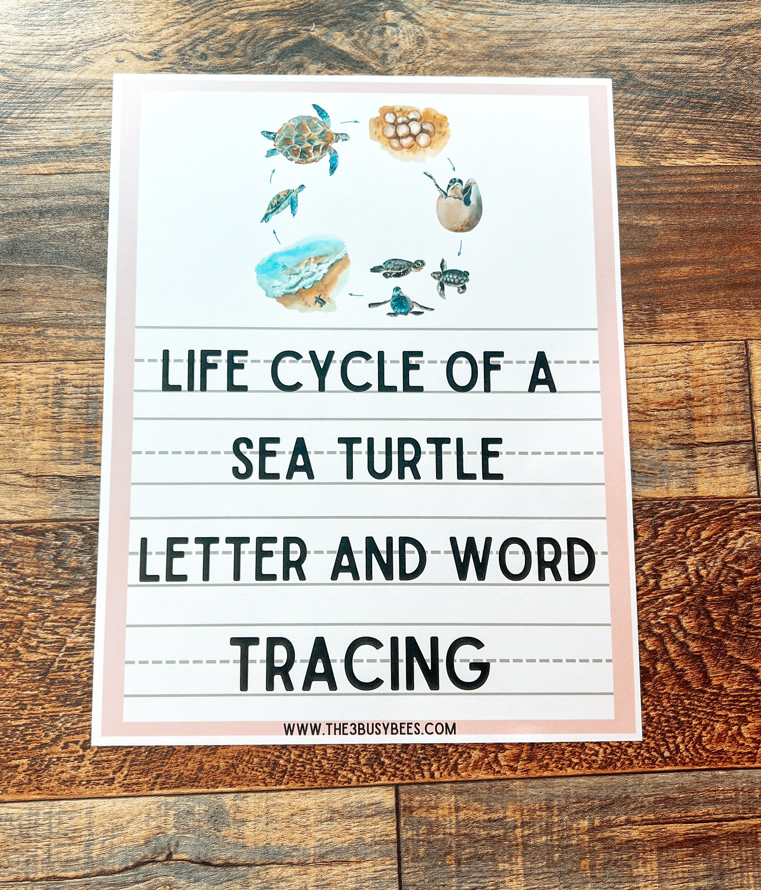 Life Cycle of a Sea Turtle Letter and Word Tracing / Handwriting ...