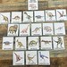 Dinosaur Flash Cards // Watercolor Flash Cards - Etsy