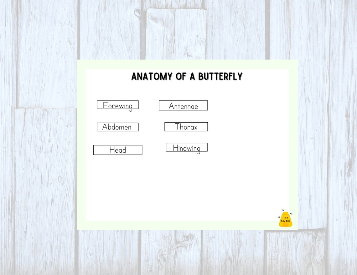 Anatomy of a Butterfly Montessori Printable Butterfly - Etsy