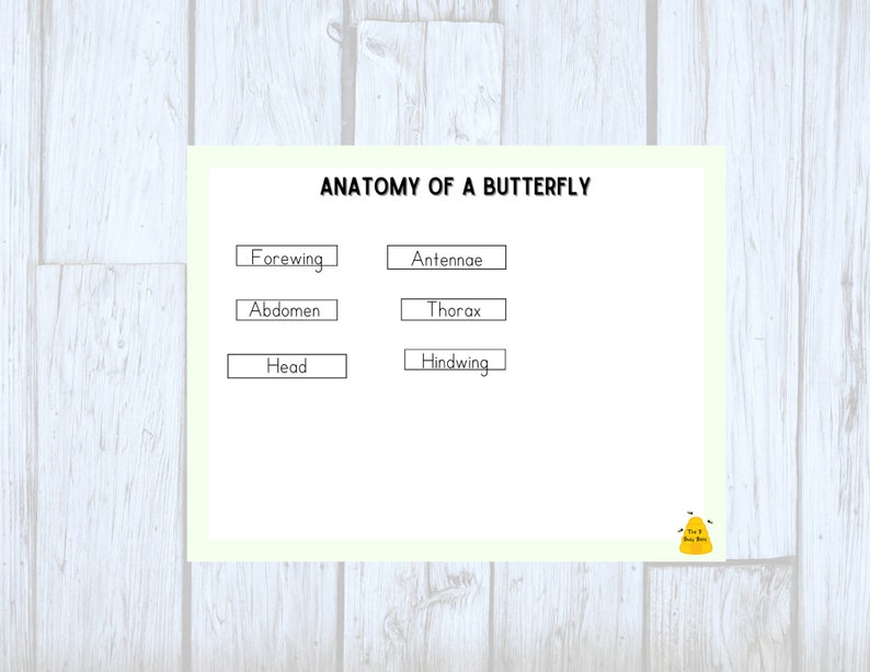 Anatomy of a Butterfly Montessori Printable Butterfly - Etsy