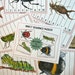 Insect Number Sequencing Puzzles • Insect Learning • Mini Beasts ...