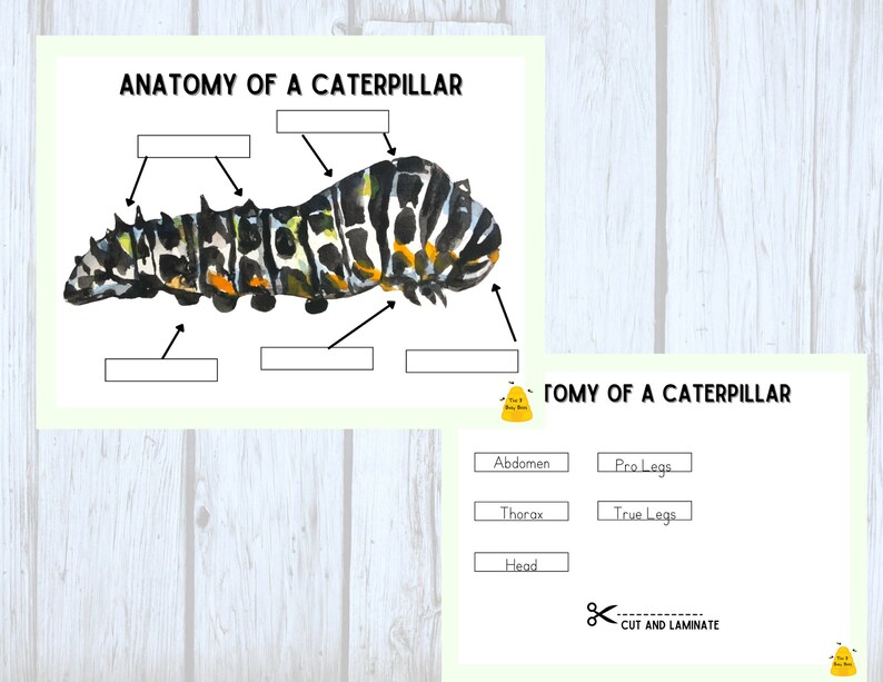 Anatomy of a Caterpillar Montessori Printable Butterfly - Etsy