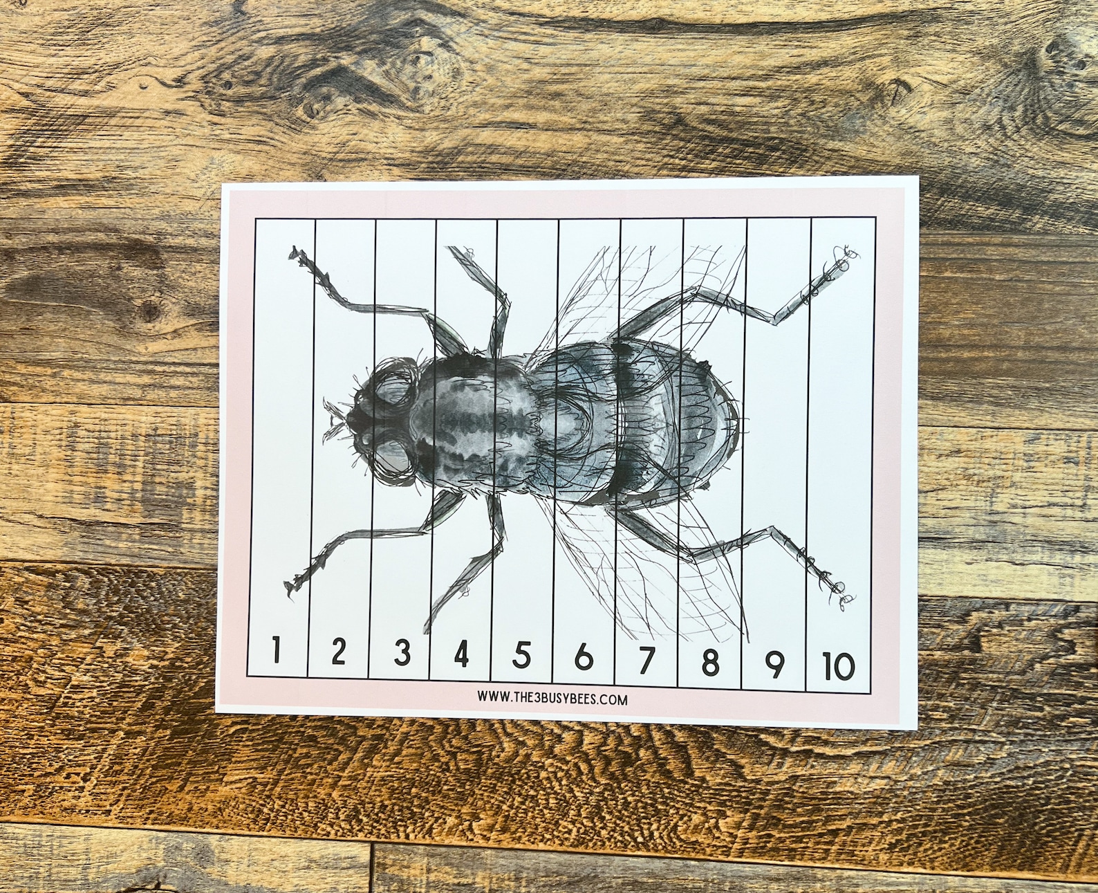 Insect Number Sequencing Puzzles • Insect Learning • Mini Beasts ...