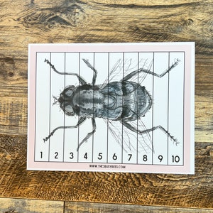 Insect Number Sequencing Puzzles • Insect Learning • Mini Beasts ...