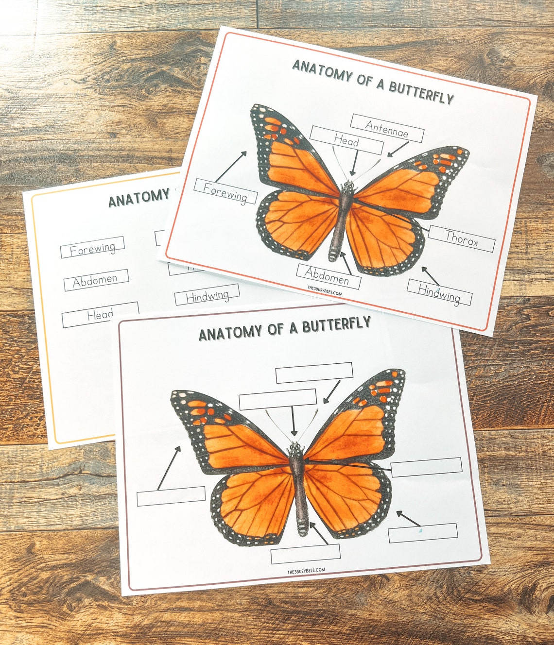 Anatomy of a Butterfly • Montessori Printable • Butterfly Study • Busy ...