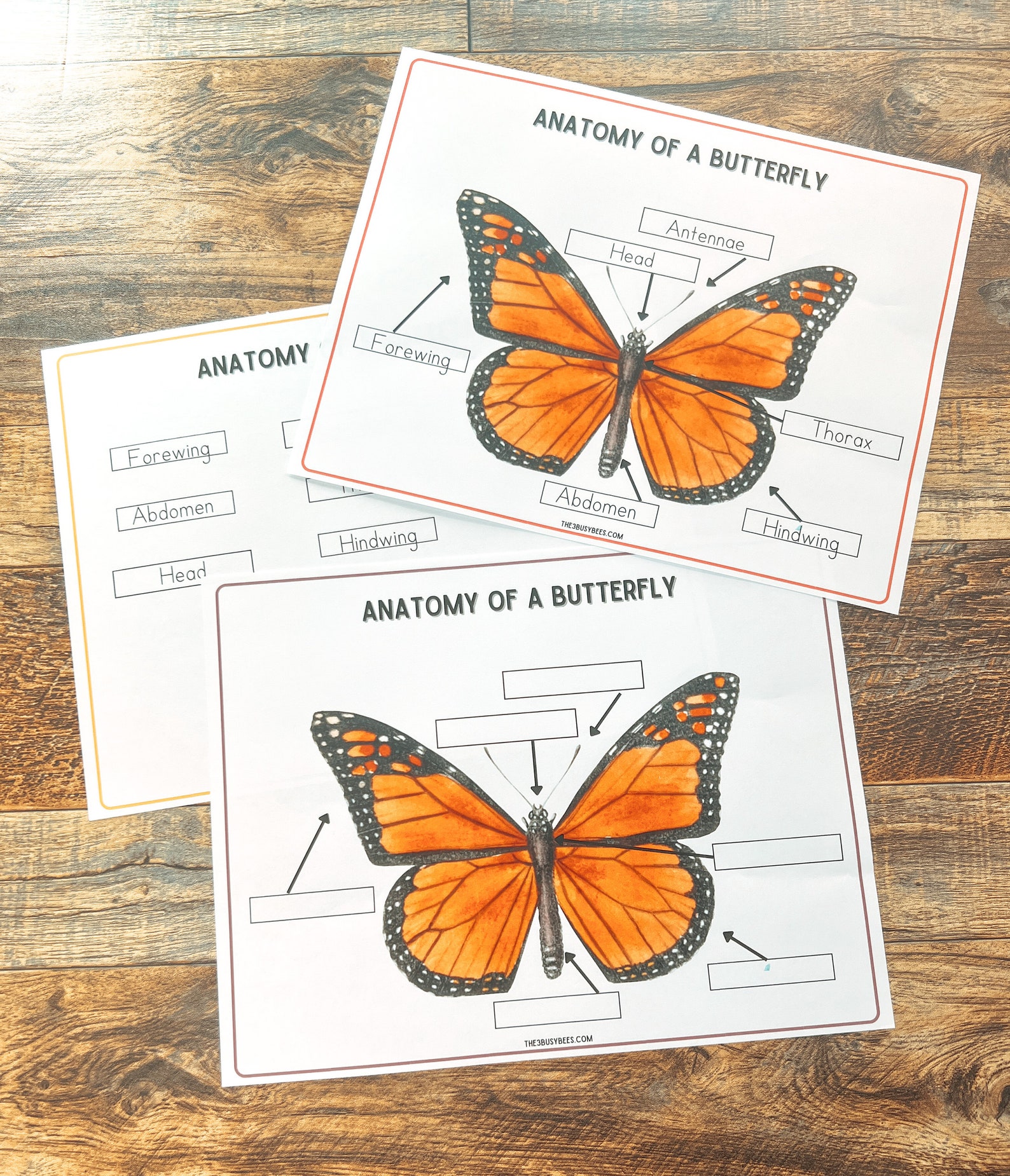 Anatomy of a Butterfly • Montessori Printable • Butterfly Study • Busy ...