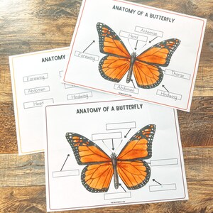 Anatomy of a Butterfly • Montessori Printable • Butterfly Study • Busy ...