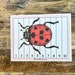 Insect Number Sequencing Puzzles • Insect Learning • Mini Beasts ...