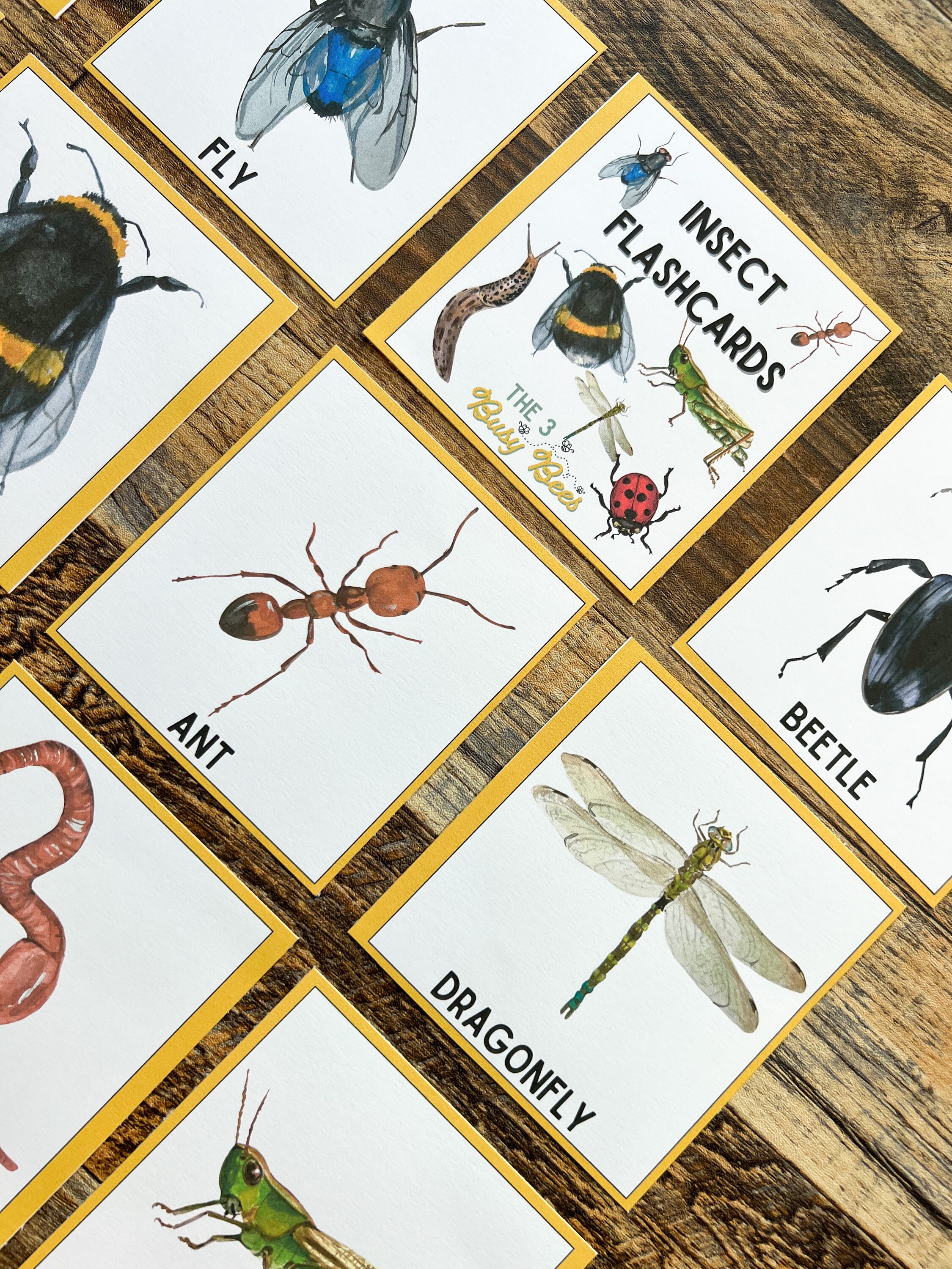Insect Flash Cards • Montessori Printable • Educational Material • - Etsy