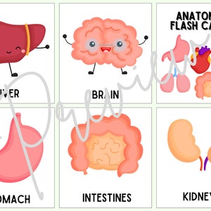 Human Anatomy Flash Cards Printable • Preschool Printable • Body Study ...