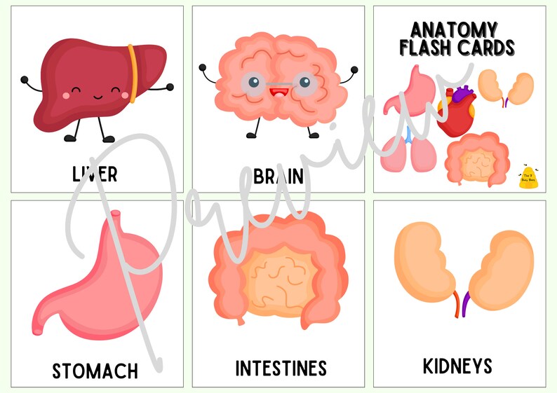 Human Anatomy Flash Cards Printable • Preschool Printable • Body Study ...
