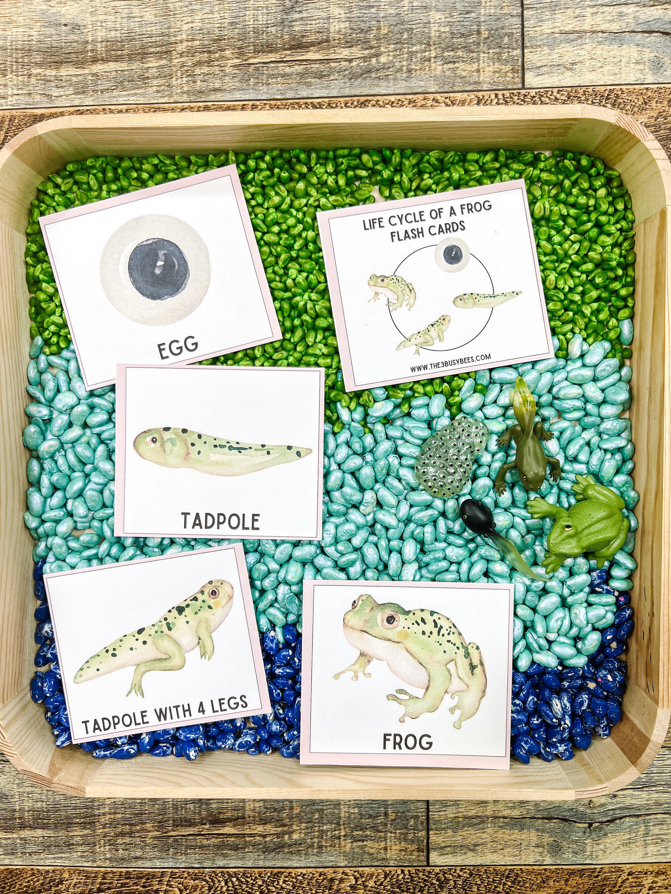 Life Cycle of a Frog Flash Cards / Frog Unit Study - Etsy