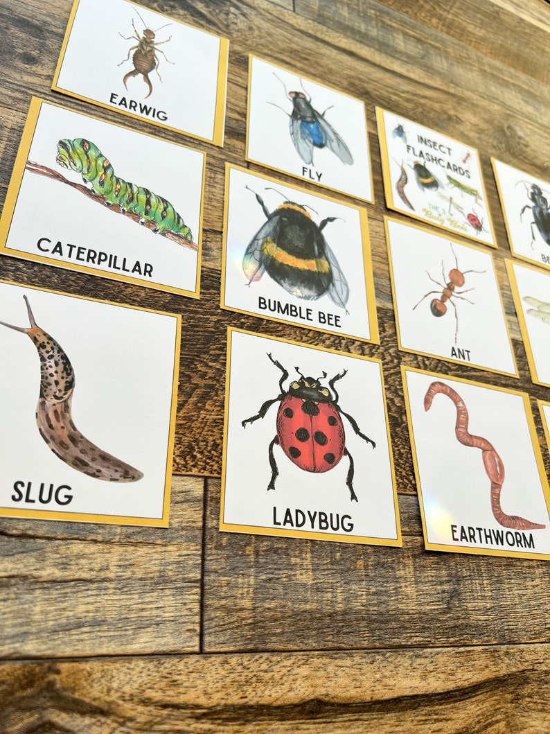 Insect Flash Cards Montessori Printable Educational - Etsy
