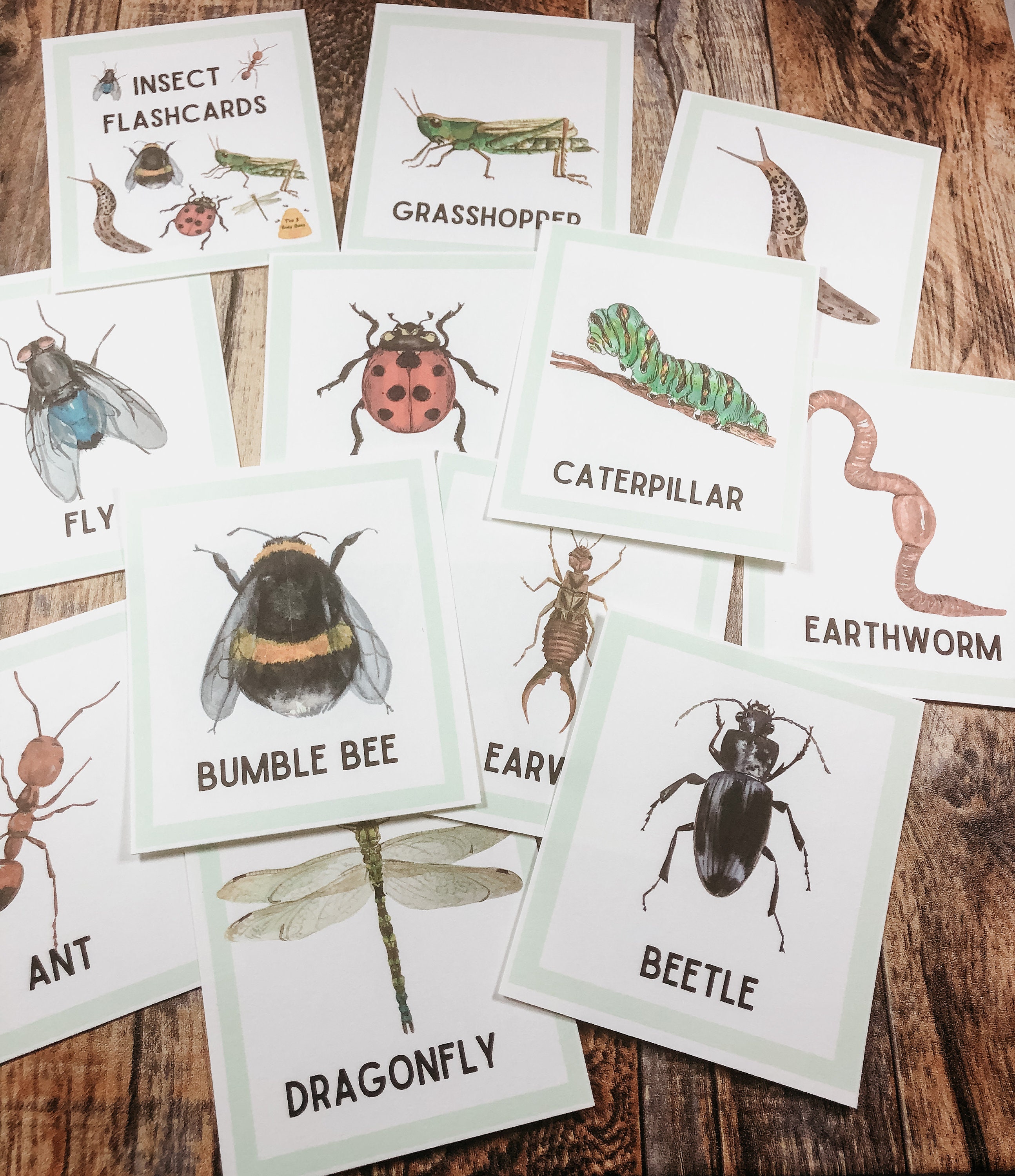 Insect Flash Cards Montessori Printable Educational | Etsy Canada