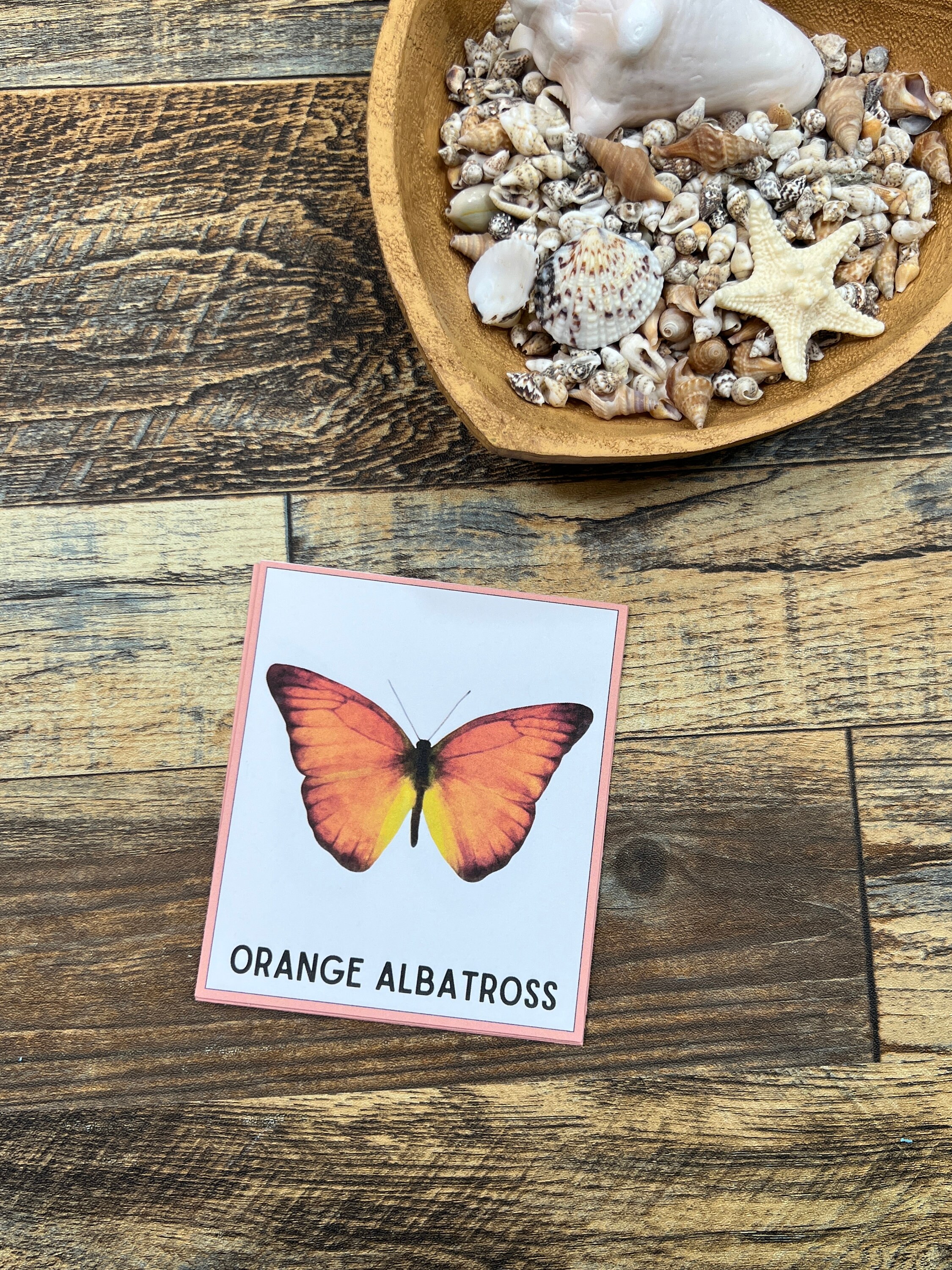 Butterfly Flashcards // Types of Butterflies Flash Cards - Etsy