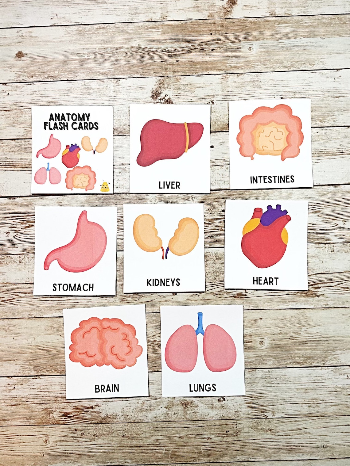 Human Anatomy Flash Cards Printable • Preschool Printable • Body Study ...