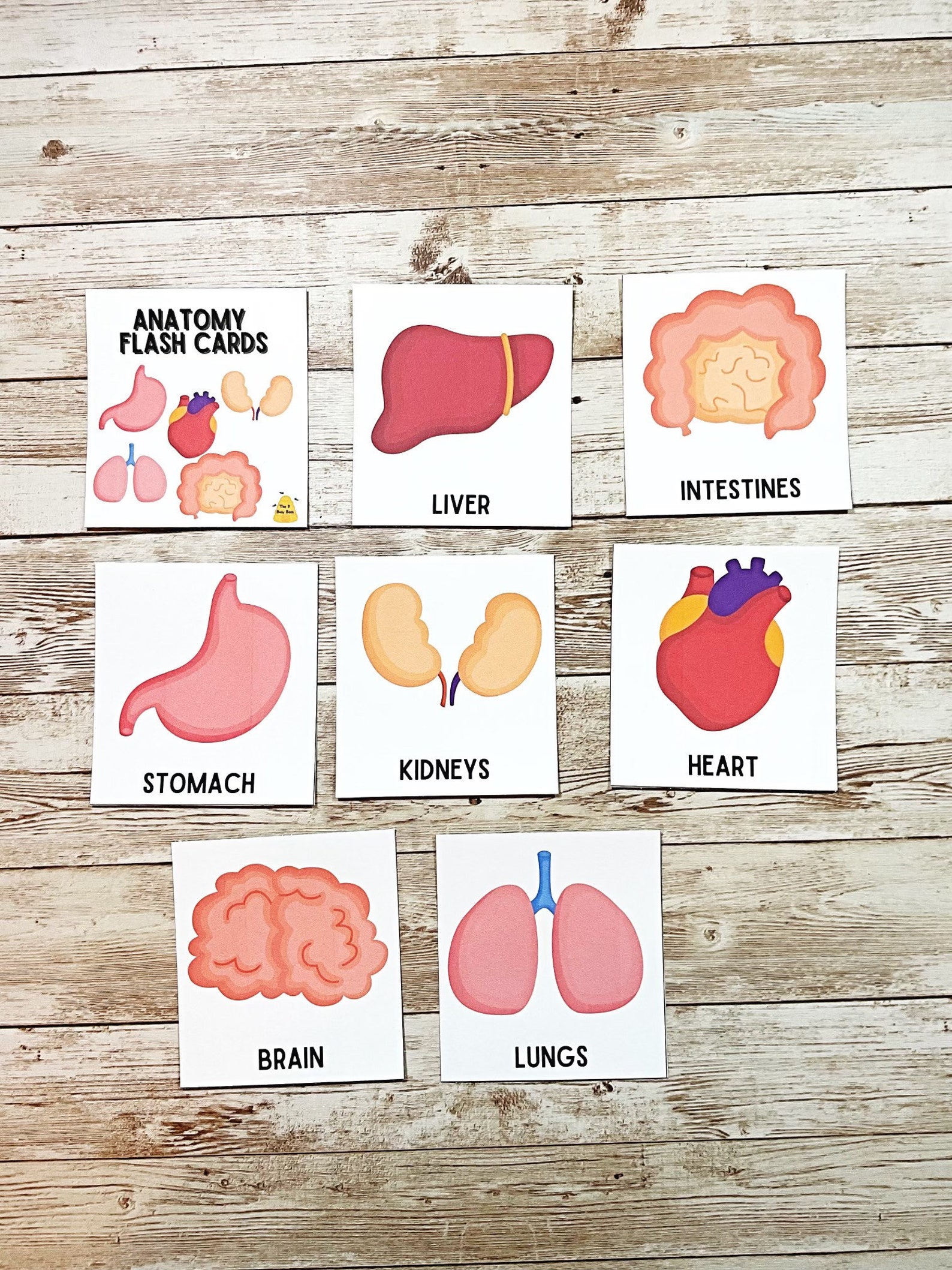 Human Anatomy Flash Cards Printable • Preschool Printable • Body Study ...