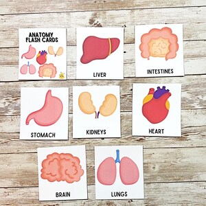 Human Anatomy Flash Cards Printable • Preschool Printable • Body Study ...