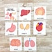 Human Anatomy Flash Cards Printable • Preschool Printable • Body Study ...