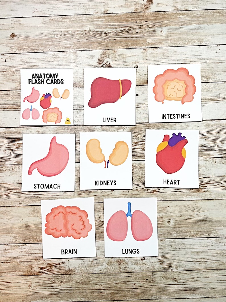 Human Anatomy Flash Cards Printable • Preschool Printable • Body Study ...