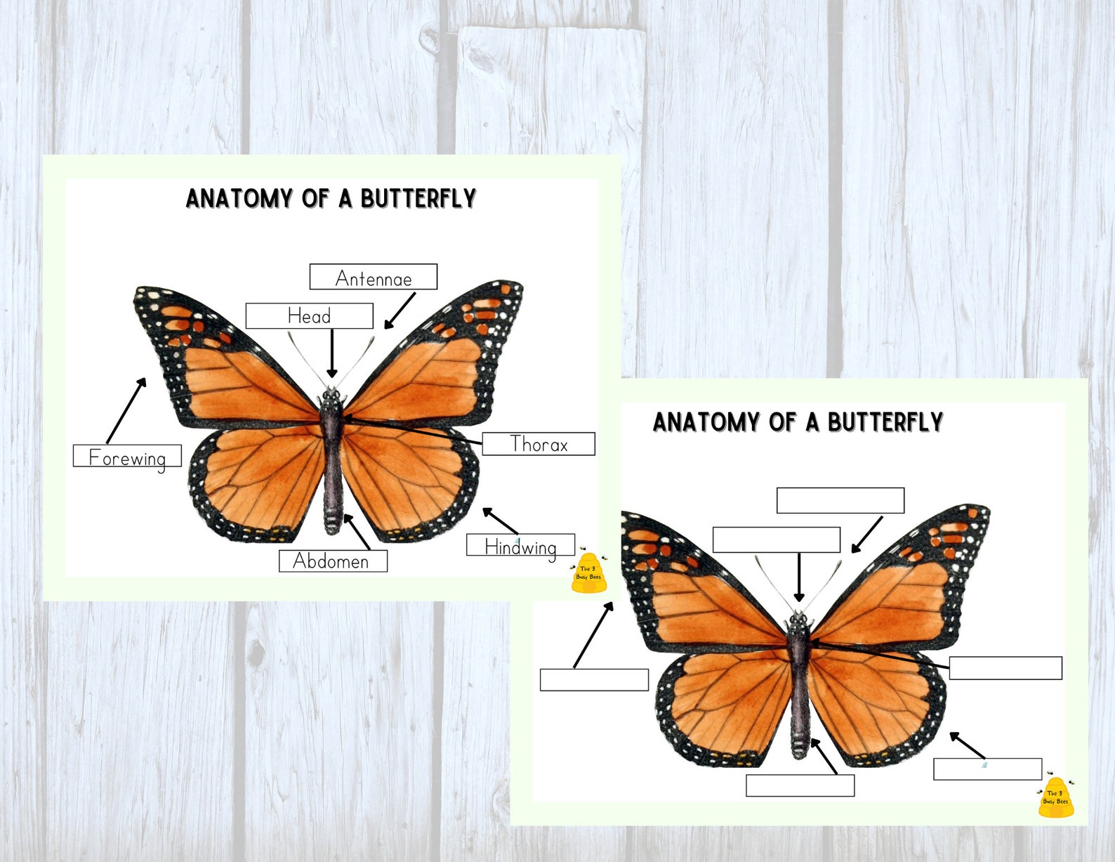 Anatomy of a Butterfly Montessori Printable Butterfly - Etsy