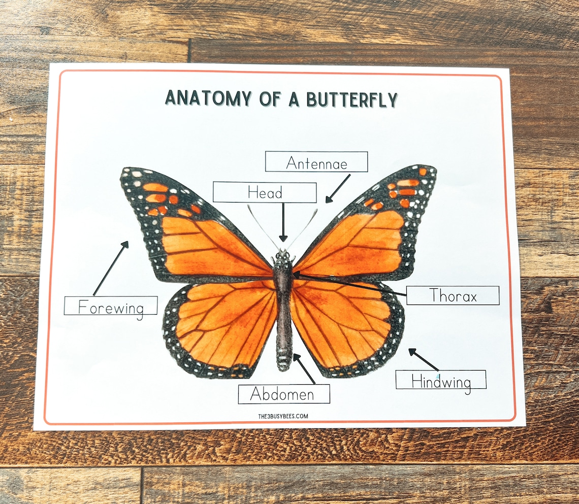 Anatomy of a Butterfly • Montessori Printable • Butterfly Study • Busy ...