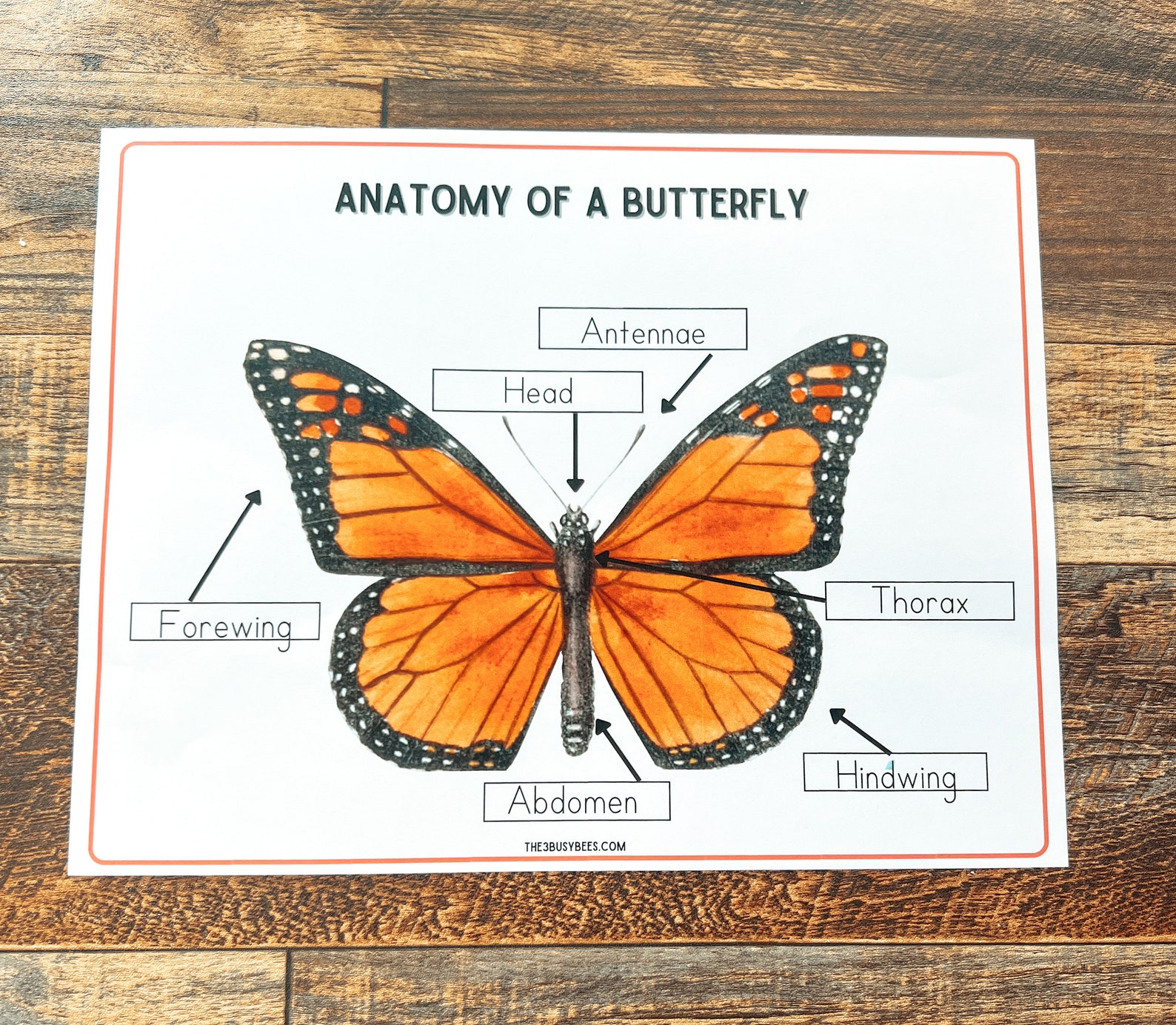 Anatomy of a Butterfly • Montessori Printable • Butterfly Study • Busy ...