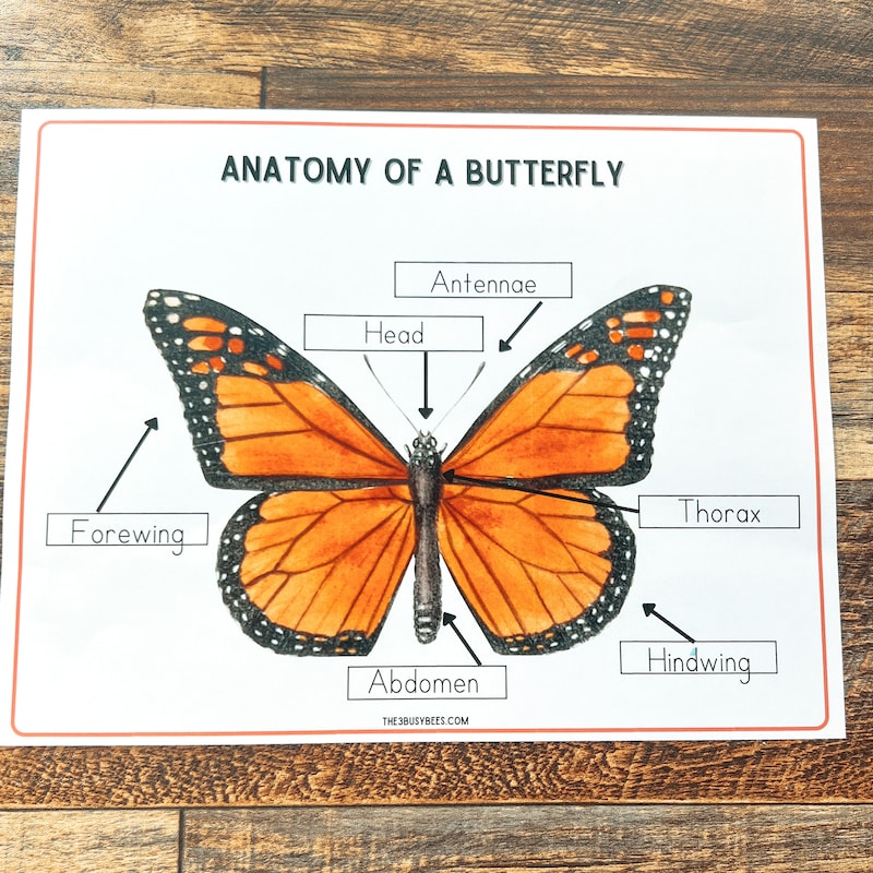 Butterfly Anatomy - Etsy