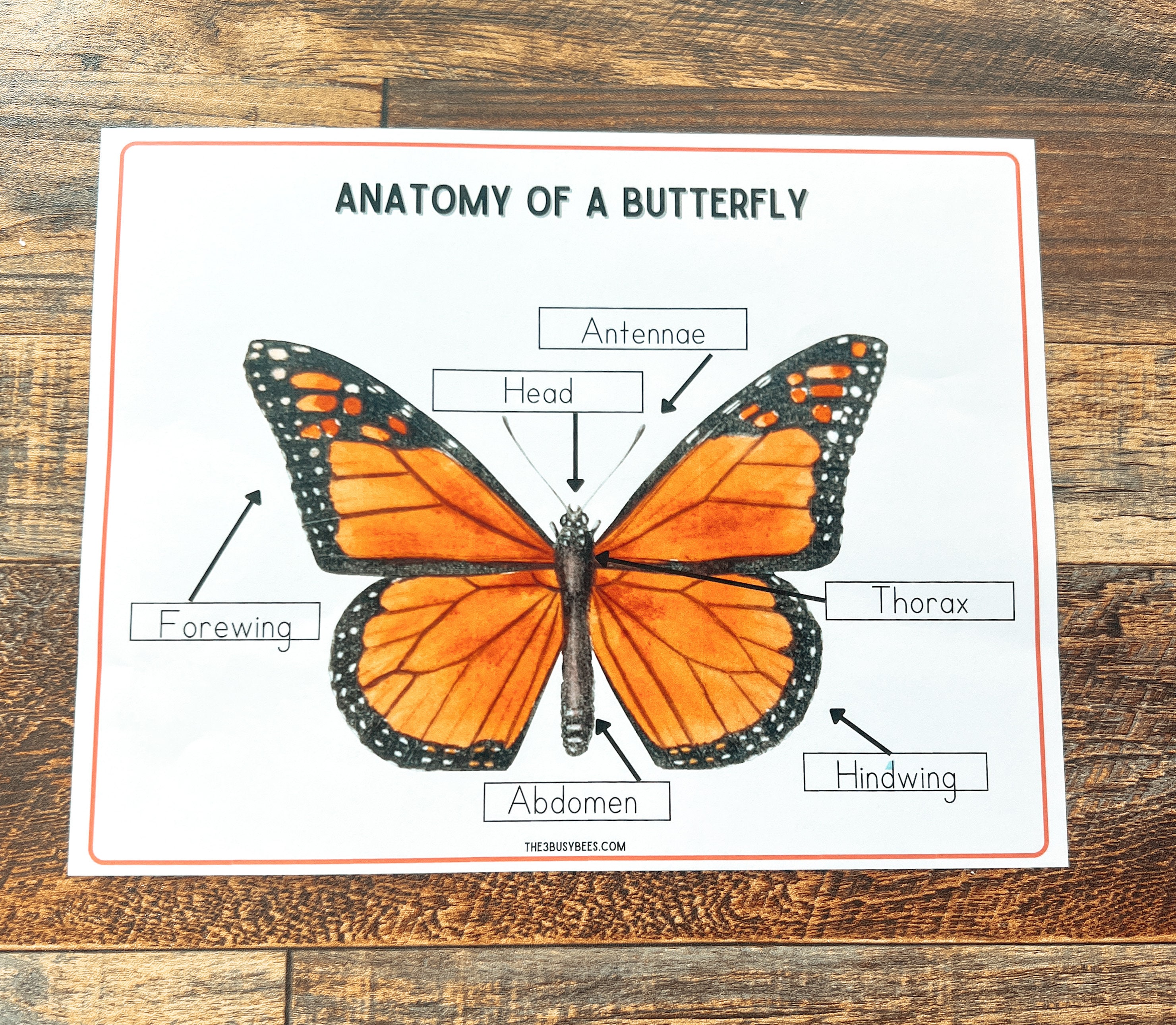 Anatomy of a Butterfly • Montessori Printable • Butterfly Study • Busy ...
