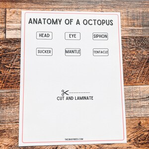 Anatomy of a Octopus Printable // Ocean Exploration // Ocean Busy Book ...