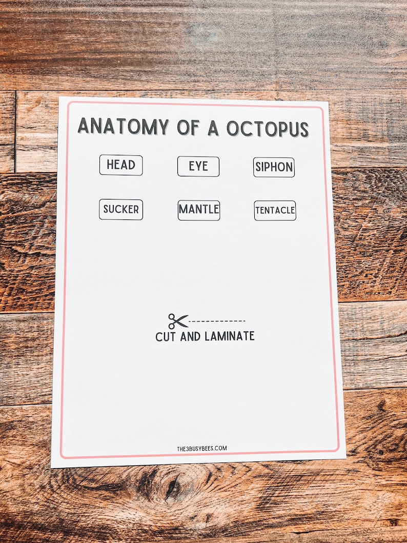Anatomy of a Octopus Printable // Ocean Exploration // Ocean Busy Book ...