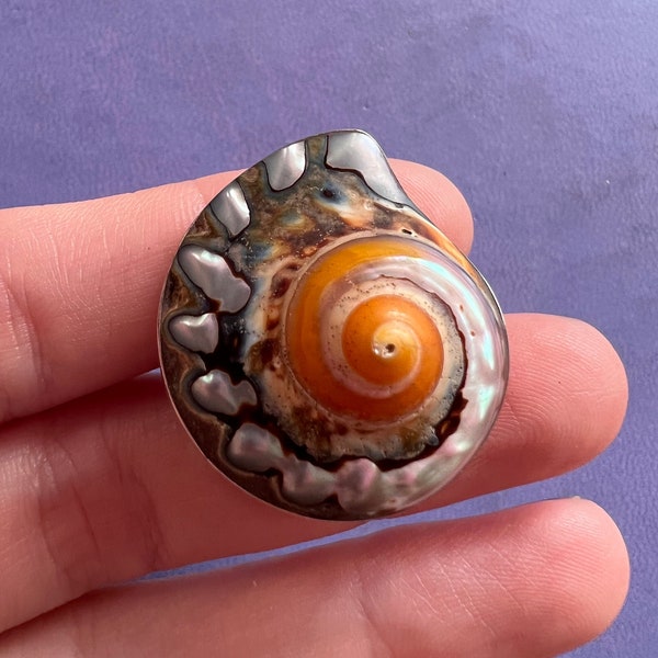 Silver Seashell Ring - Etsy