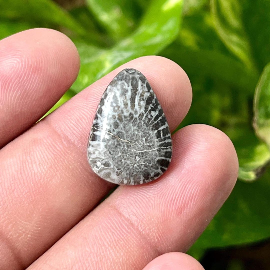 Natural Black Fossil Coral Loose Gemstone Cabochon, Emotional ...