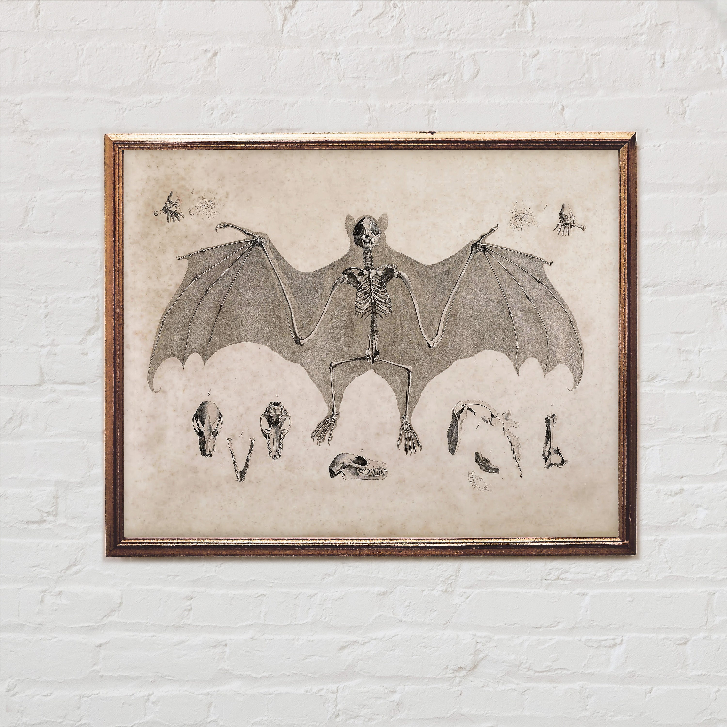 Bat Skeleton by Edouard Joseph D'alton Vintage Black & White Pen and ...