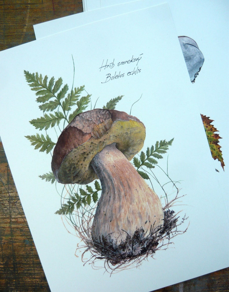 Botanical Art. Mushroom. Watercolor. Aquarell.boletus Edulis. Print ...