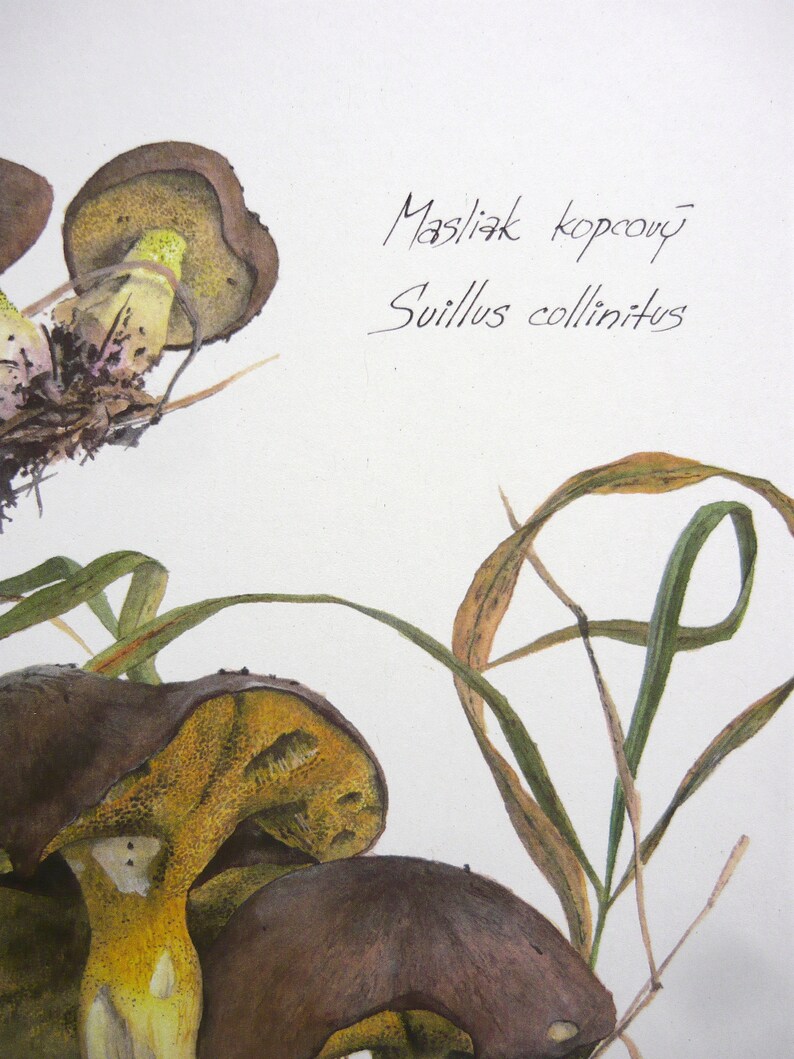 Botanical Art. Mushroom, Watercolor, Print. Aquarell. Suillus ...