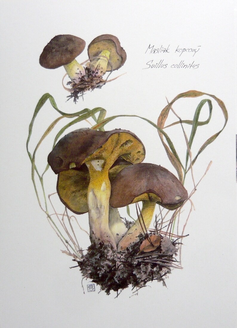 Botanical Art. Mushroom, Watercolor, Print. Aquarell. Suillus ...