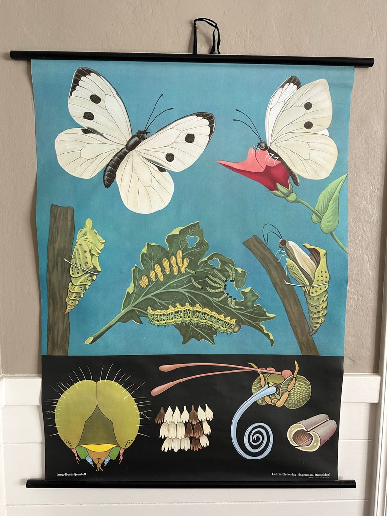 Butterfly Poster Print, Vintage Insect Botanical Print Pull Down School ...