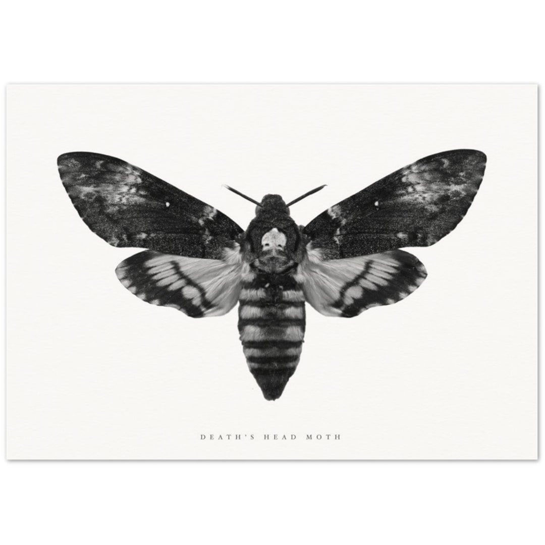 Death's Head Hawk Moth Insect Print Wall Hanging Matte Black and White ...