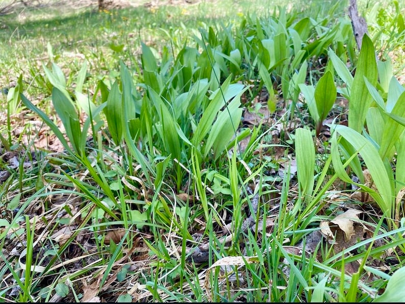 Wild Ramp Salt - Etsy