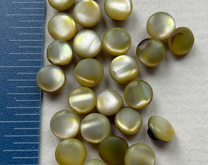 Very Tiny Trocus Shell Buttons. 25 in All. - Etsy