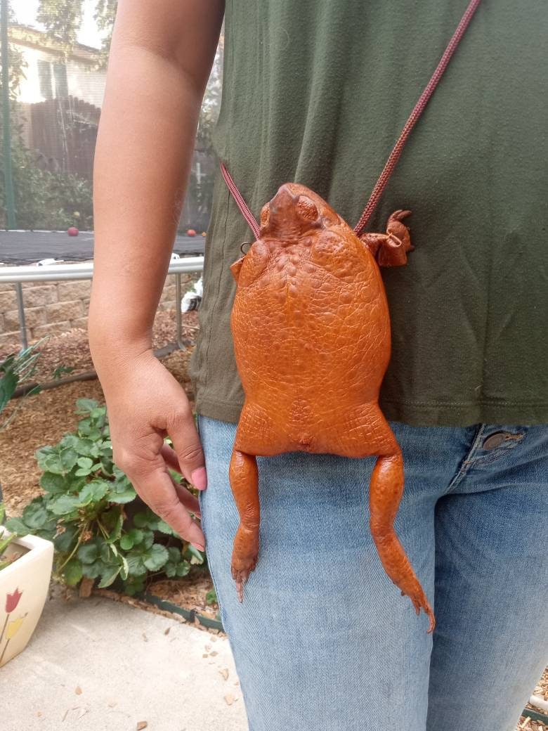 Sugar Cane Toad Purse Full-Body Purse, Coin Pouch Made From Taxidermy ...