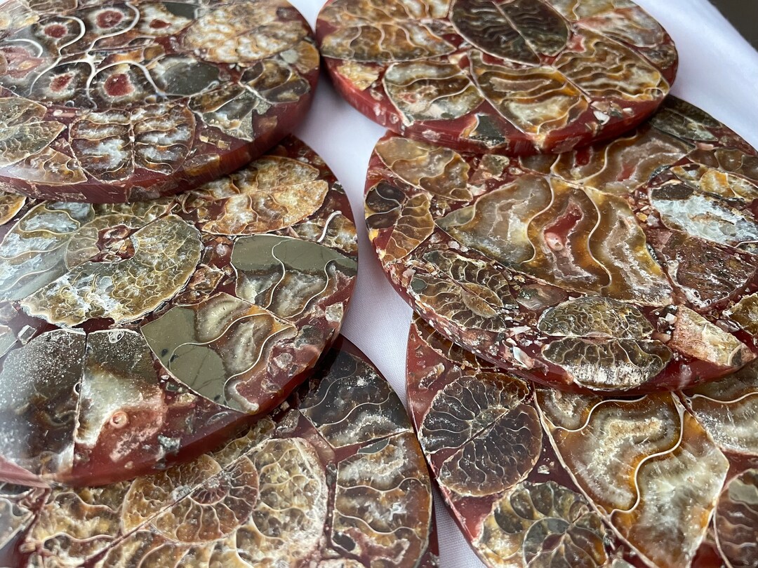 Natural Ammonite Fossil Coasters Plates!! so Amazing!!!! - Etsy New Zealand