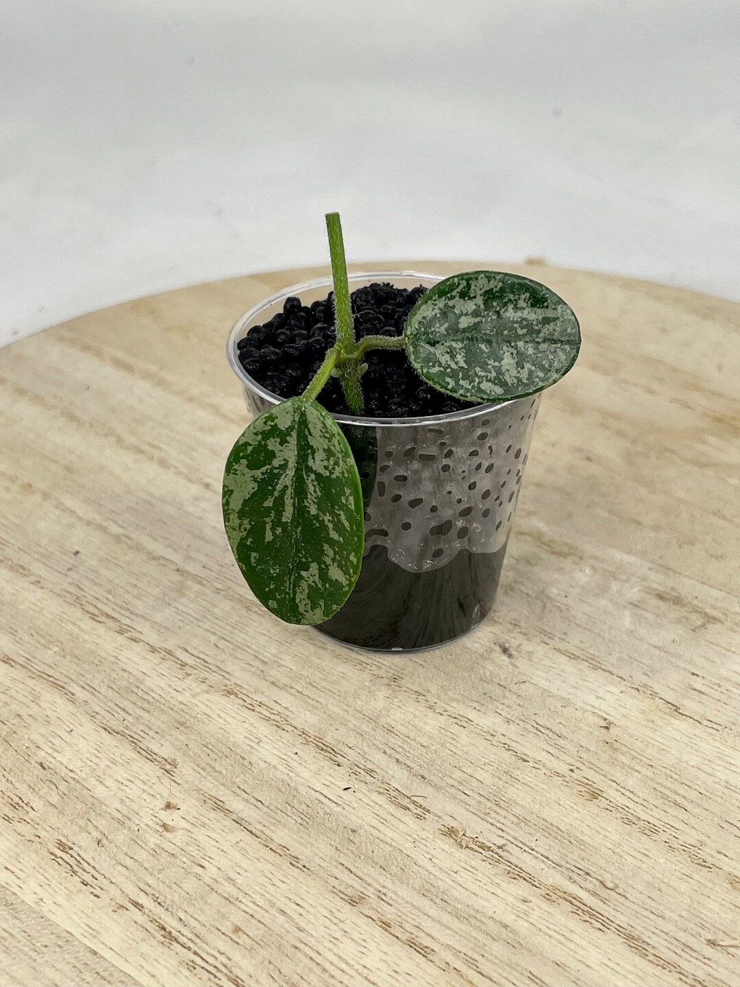 Hoya Lima Splash Lightly Rooted - Etsy